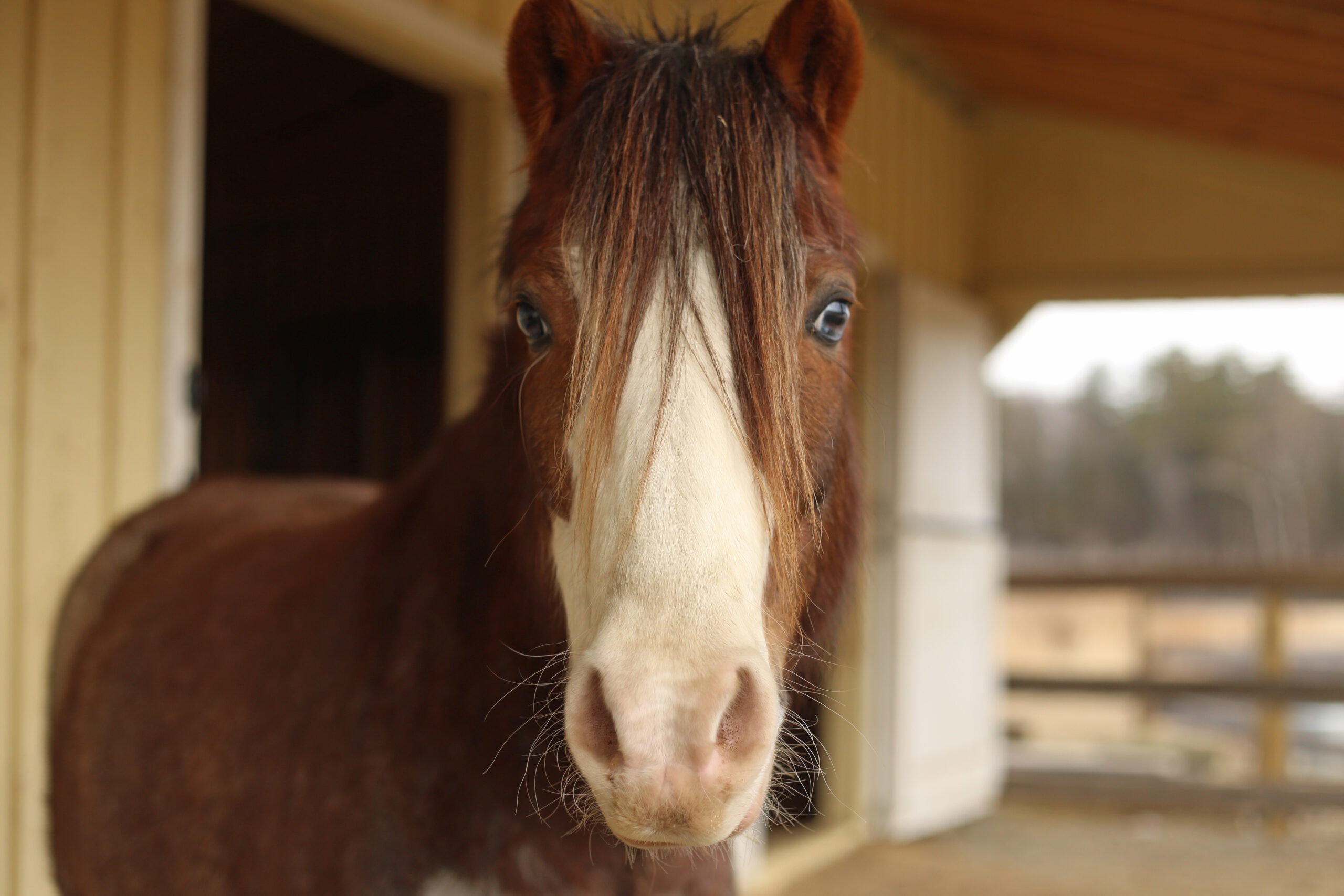 Our Horses | Morning Side Stables
