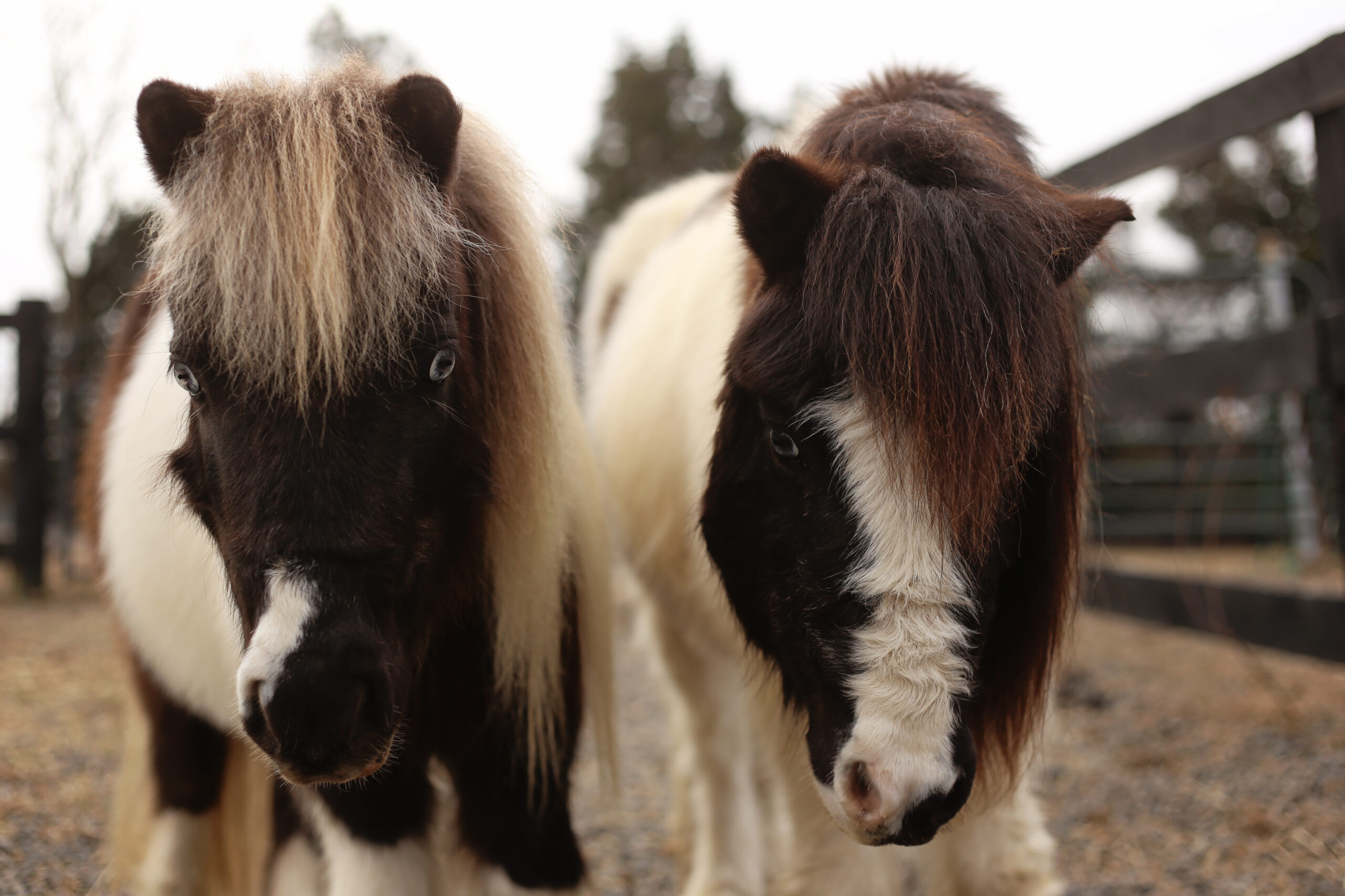 Our Horses | Morning Side Stables