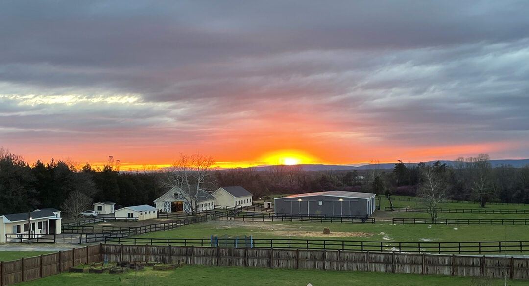 Home | Morning Side Stables
