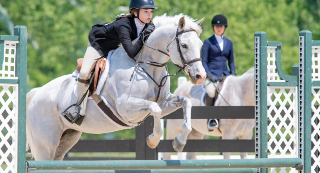 Home | Morning Side Stables